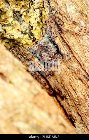 Knobbled orb weaver (Eriophora pustulosa) concealed amidst lichen Stock ...