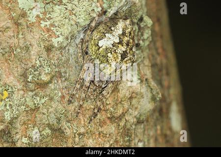 Knobbled orb weaver (Eriophora pustulosa) concealed amidst lichen Stock ...