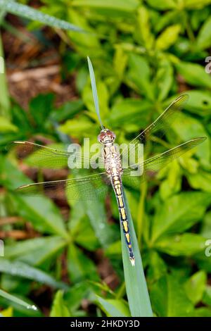 Blue Skimmer (Orthetrum caledonicum Stock Photo - Alamy