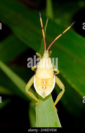Eucalyptus Tip-wilter Bug, Amorbus alternatus. Adult. Also known as ...