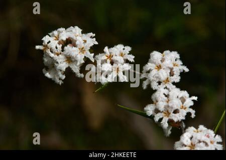 Slender Rice Flower (Pimelea Linifolia) looks like it should be called ...