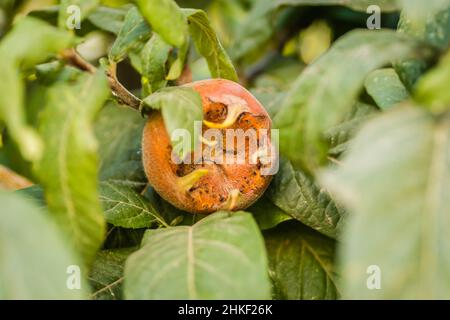 Ripe medlar fruits on tree branches Stock Photo - Alamy