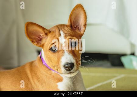Basenji dog puppy close up portrait looking front at camera Stock Photo ...