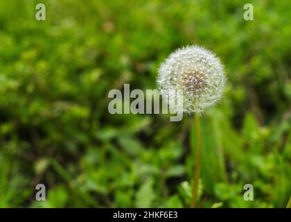 Organic dandelion close-up devil feather Stock Photo - Alamy