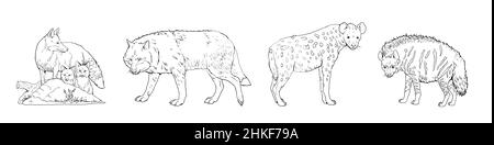 Wolf, fox, spotted hyena and striped hyena.Comparison of animals ...
