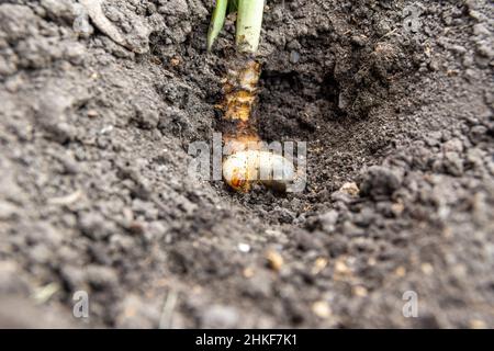 Melolontha, a pest in agriculture. Beetles destroy the green mass of ...