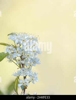 Prunus pensylvanica or the pin cherry is a small tree native to the ...
