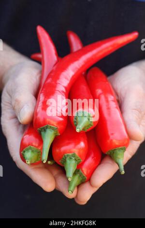 Red chili peppers inside showing seeds isolated on white background ...