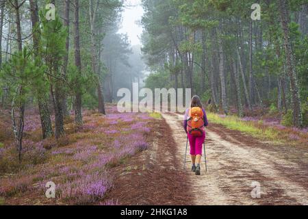 France, Landes, Retjons, hike on the Via Lemovicensis or Vezelay Way ...
