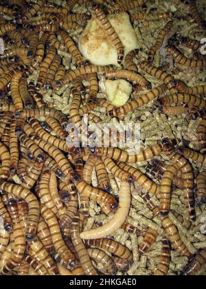 Mealworms are the larval of the mealworm beetle, Tenebrio molitor, a ...