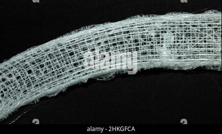 The Glass Sponge, or Venus Flower Basket makes a delicate but rigid ...
