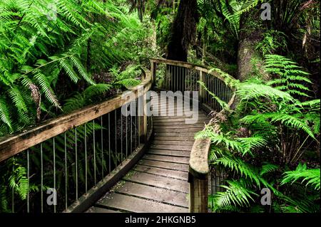Maits Rest Rainforest Walk Stock Photo - Alamy
