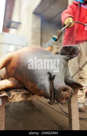 animal, bacon, blood, body, butcher, butchered, carcass, carried ...