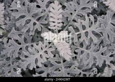 Pretty Dusty Miller Plant Stock Photo - Alamy