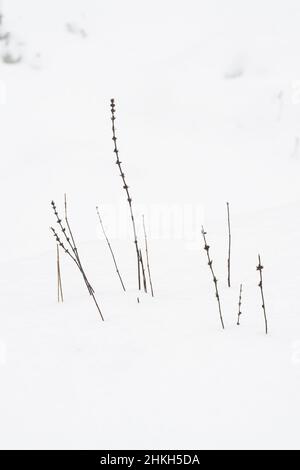 A dry thorny bush, almost totally covered by snow, during a storm in ...