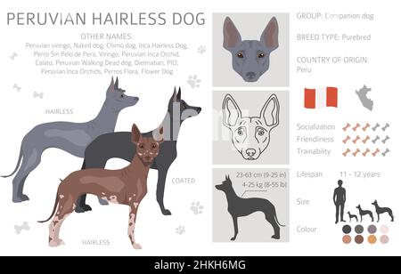 Peruvian hairless dog clipart. Different poses, coat colors set. Vector ...