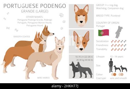 Portuguese Podengo Grande clipart. Different poses, coat colors set ...