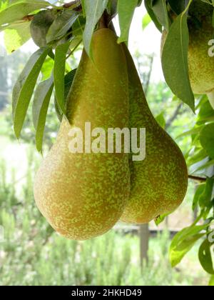 Macro Flowering branch of budding pears. Blooming spring cottage garden ...