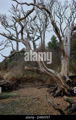 Trees clinging with their roots despite the washed away soil due to low ...