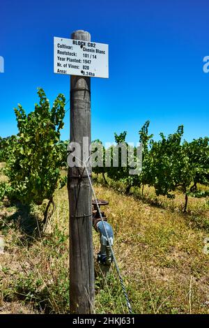 Chenin Blanc Vineyard, South Africa Stock Photo - Alamy