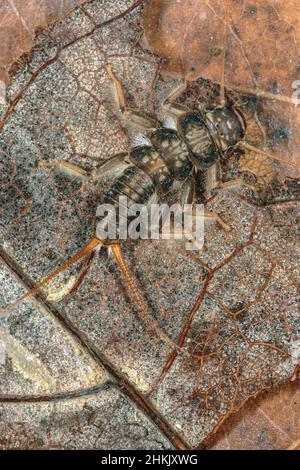 Dinocras cephalotes on a leaf Stock Photo - Alamy