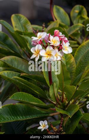 templetree, red plumeria (Plumeria rubra), blooming, Philippines ...