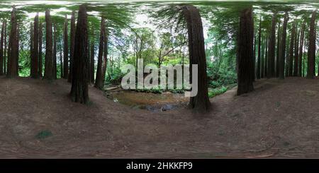 360° view of 360 panorama view of the Californian Redwood trees planted ...