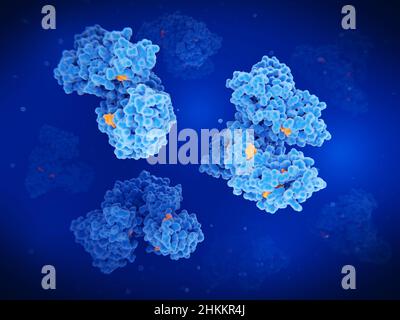 Human serum albumin (HSA) protein. Most abundant protein in human blood ...