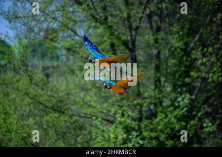 Pair of Macaws flying in captivity Stock Photo - Alamy