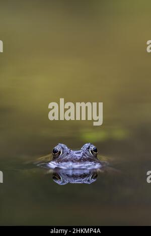 Toad peeking out from the pond weed Stock Photo - Alamy