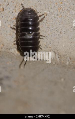 Top view of a common pill-bug Stock Photo - Alamy