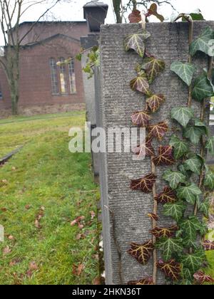Tombstone overgrown with ivy Stock Photo - Alamy