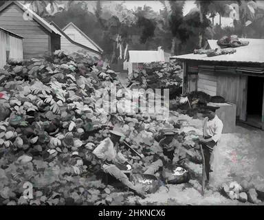 Copra making, Samoa Stock Photo - Alamy