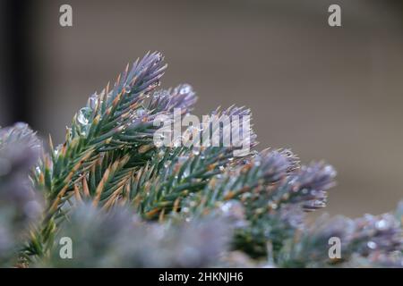 Juniperus squamata 'Blue Star' Juniper junipers conifer conifers ...