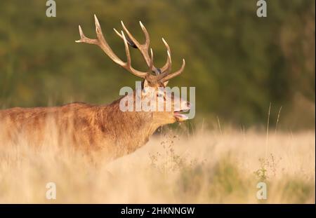 Close up of a red deer calling during rutting season in autumn, UK ...