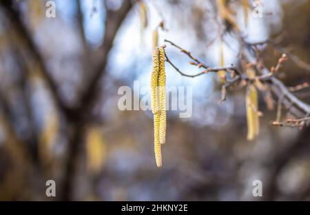 Young hazel tree branch sprout with new growing leaves in spring forest ...