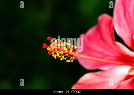 Closeup of hibiscus pollen showing beautiful pattern Stock Photo - Alamy