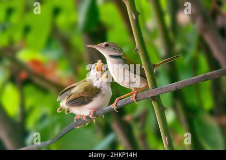 Common tailorbird with chicks on a tree branch Stock Photo - Alamy