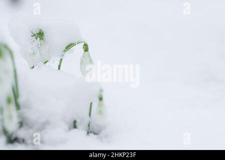 Snowdrops in deep snow. Latin name Leucojum vernum Stock Photo - Alamy