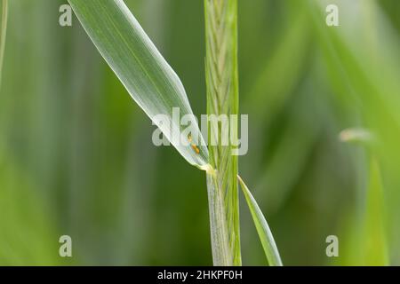Cereal leaf beetle (Oulema melanopus duftschmidi) on the cereal leaf ...