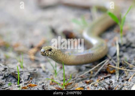 A juvenile Anguis fragilis, also known as a slow worm, slowworm, blind ...