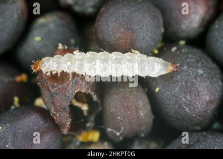 Larva of the sawtoothed grain beetle Oryzaephilus surinamensis ...