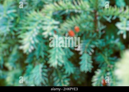 Blurred yew tree, Taxus baccata evergreen yew close up. Defocused toned ...