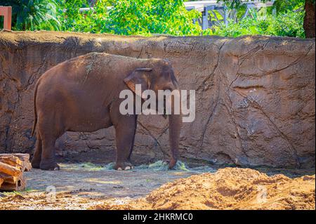 View of the beautiful elephant eating the hay in Honolulu Zoo Stock ...