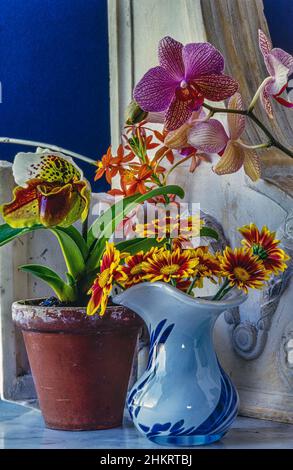 Orchid flowers in studio setting with black background Stock Photo - Alamy