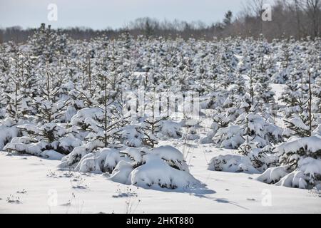 A field full of planted baby evergreen trees covered in snow Stock ...