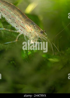 Yamato shrimp on java moss in a planted aquarium Stock Photo - Alamy