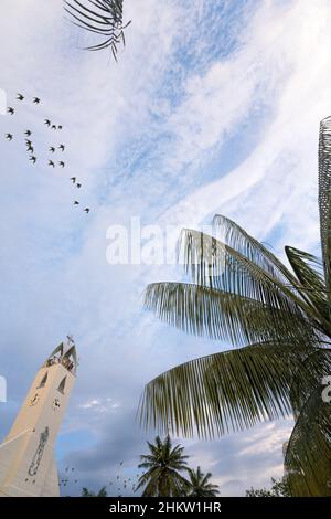 flight of birds (green parrots) at the end of the day at leticia ...
