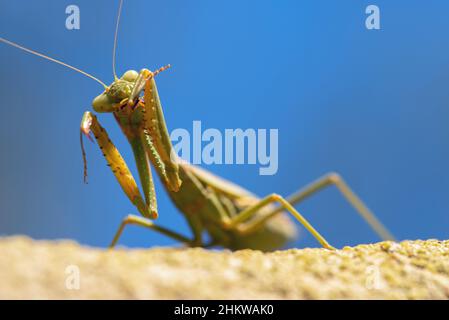 Arizona Praying Mantis (Stagmomantis limbata) nymph Stock Photo - Alamy