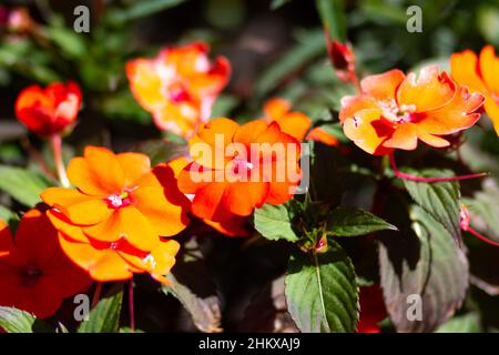 Lawn of flowers orange Primula Stock Photo - Alamy